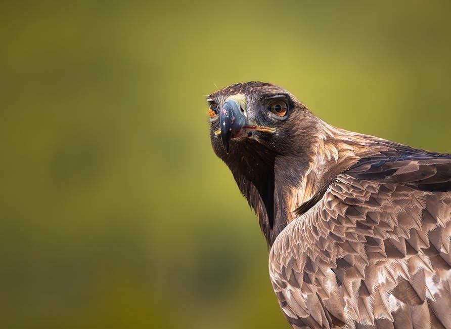 Marksmanship Hunter PvP Guide: Tips, Tricks, and Strategies